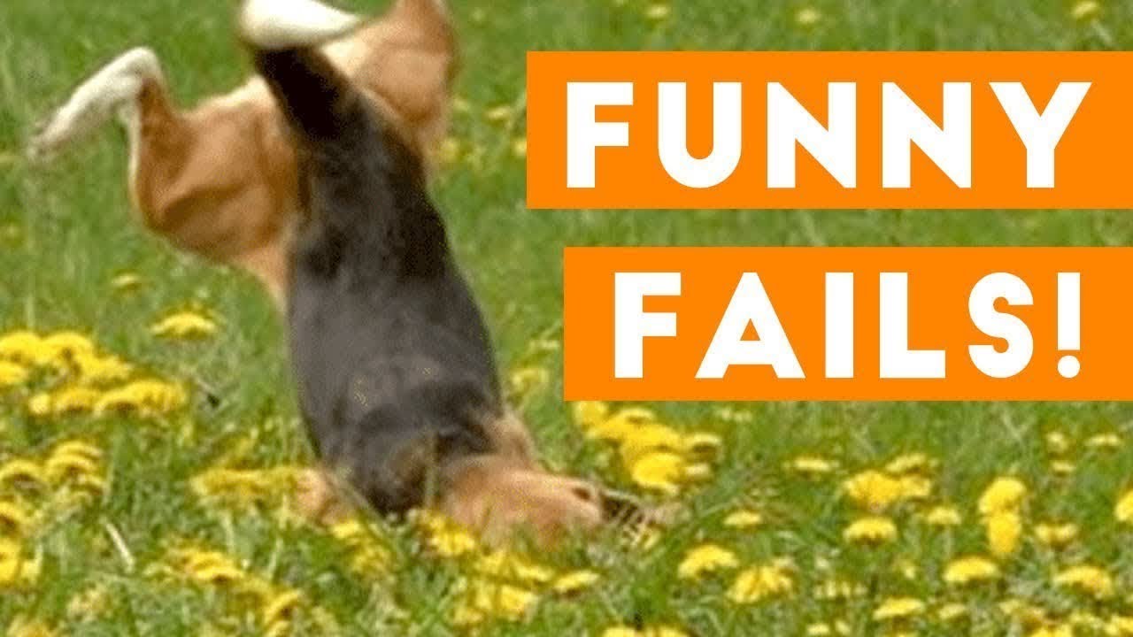 Pets TV Funniest Pet Fails Compilation September 2018 Funny Pet Videos ...