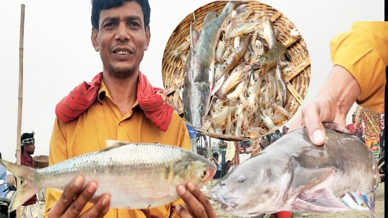 পদ্মার রাজা ইলিশ ও রিঠা মাছ ও চিংড়ি মাছের পাইকারি বাজার মূল্য দেখুন ...