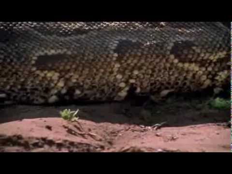 Python Eats Antelope cobra piton caca africa - YouTube