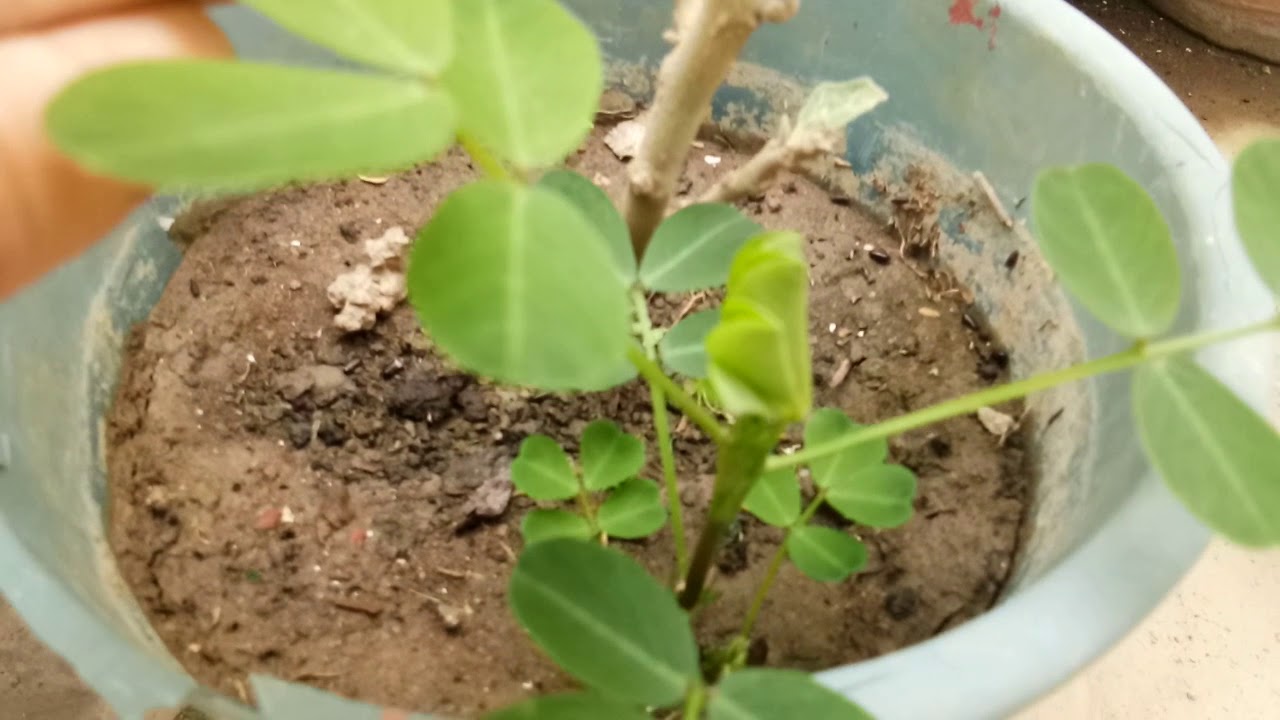 How to grow ground nut /pea nut /moong phali in terrace garden(247 ...