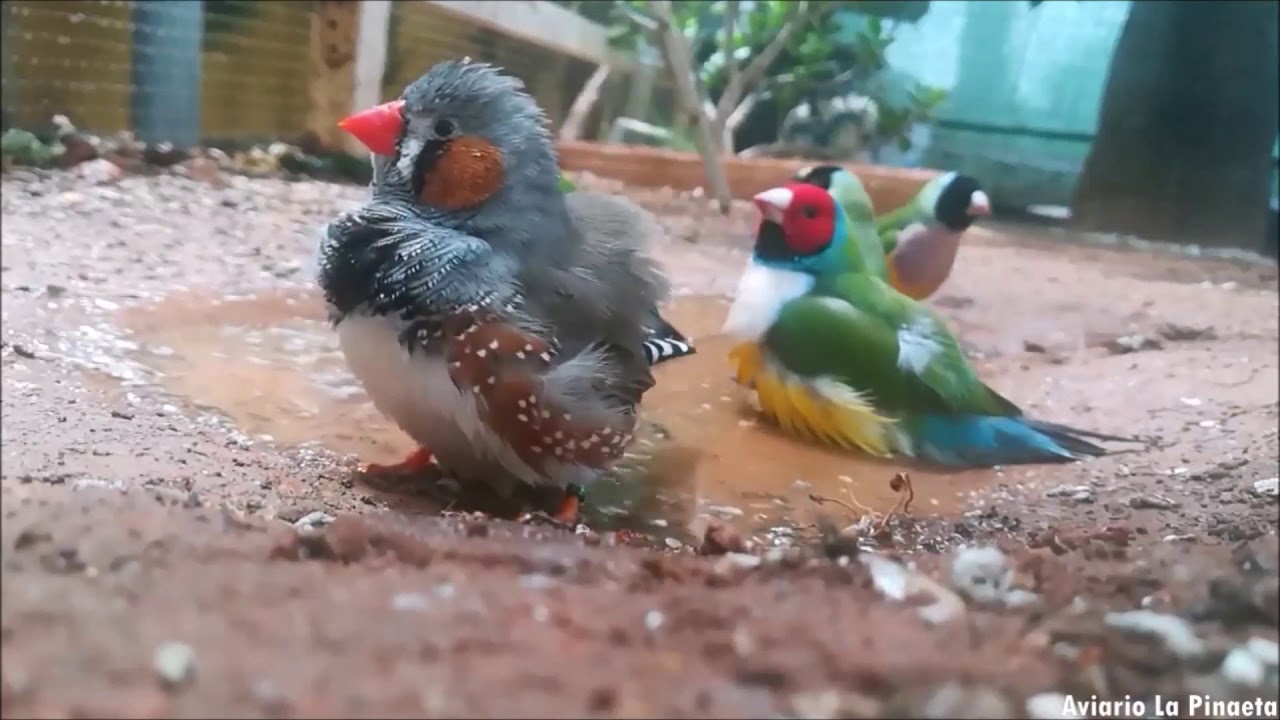 Raindrops Keep Fallin' on My Head | B. J. Thomas | Harmonica by ...