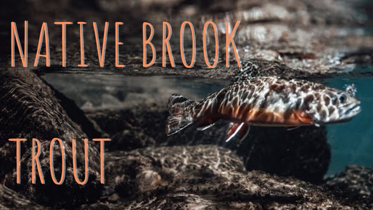 "Dinkers"- Fly Fishing for beautiful West Virginia Native Brook Trout ...