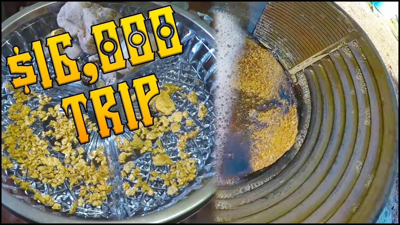 Crushing Gold Reef and Specimens Provides $4000 Payday - YouTube