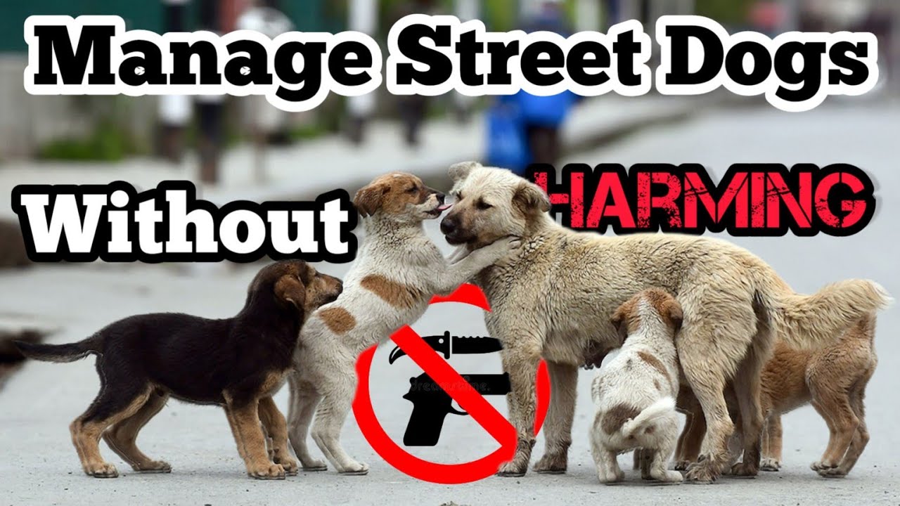 The Ultimate Solution to Stray Dogs: No Harm,Total Control - YouTube