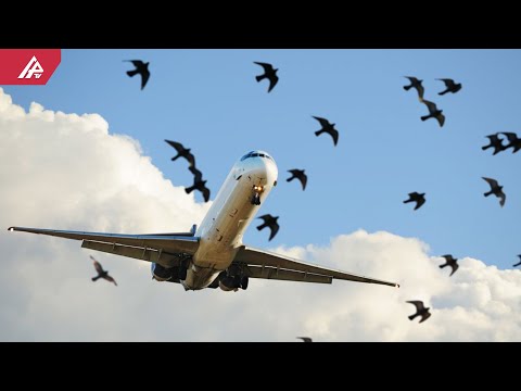 Bakı-Antalya təyyarəsi geri qayıtdı - MÜHƏRRİKDƏN QUŞ ÇIXDI