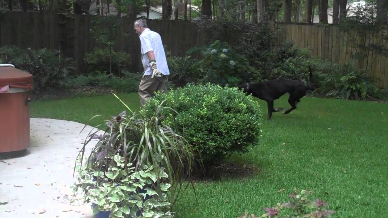 Great Dane Attack - YouTube