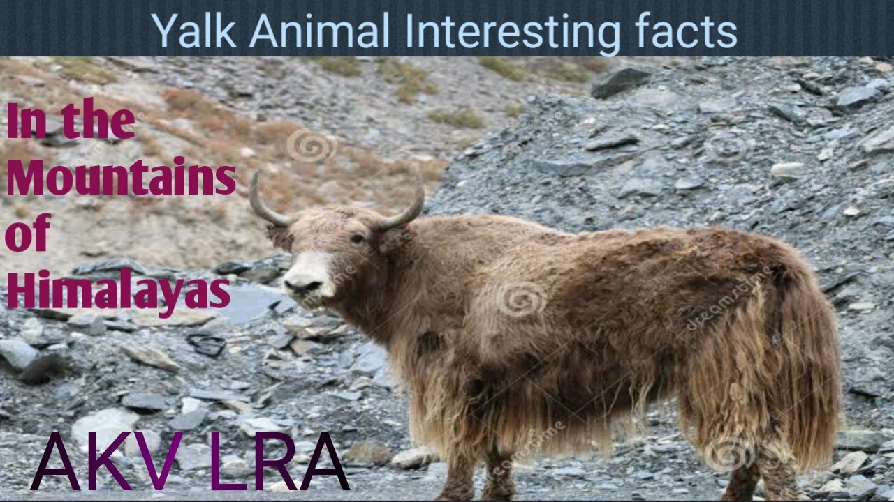 Yalk animal Interesting facts | akv lra | short info | English - YouTube