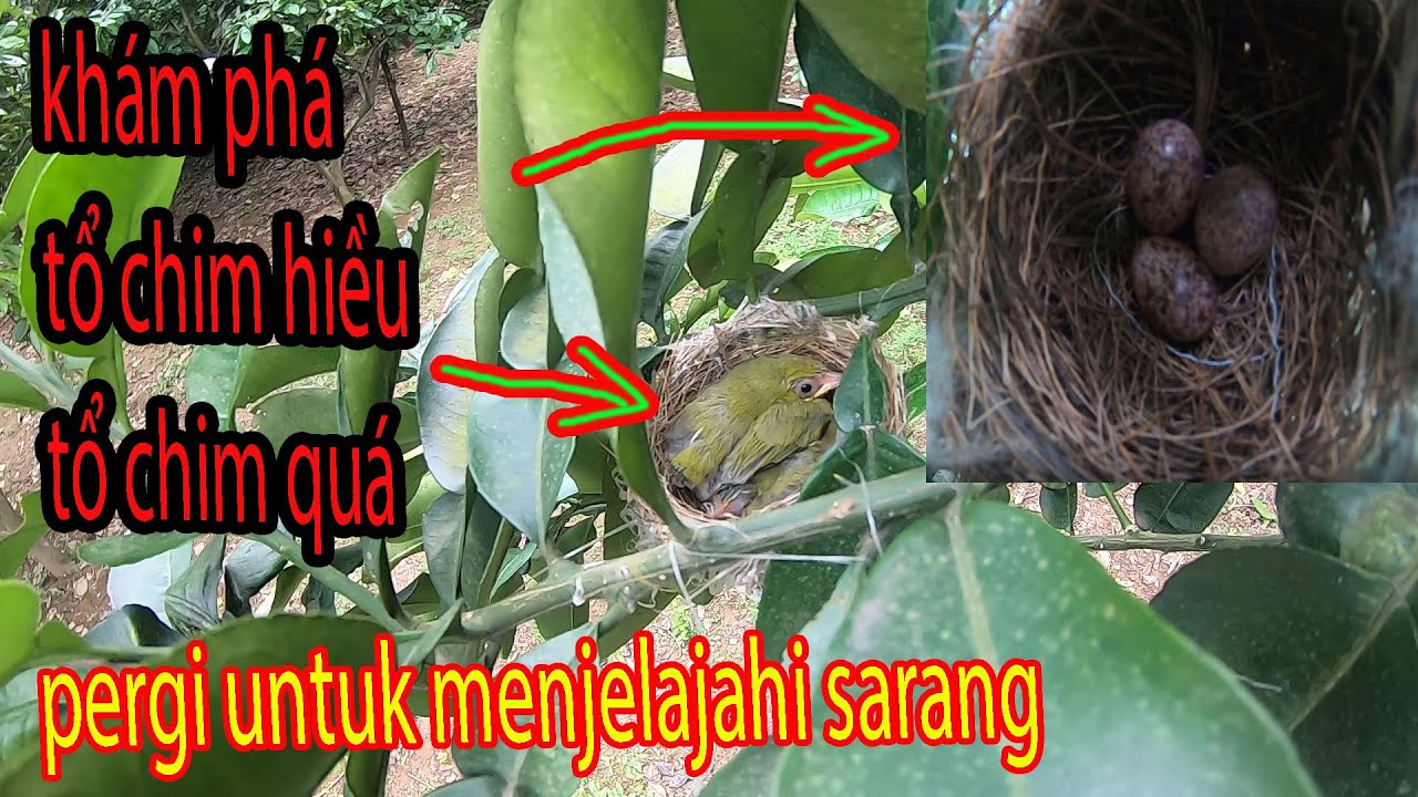 đi khám phá tổ chim ai ngờ gặp nhiều tổ chim quá pergi untuk ...