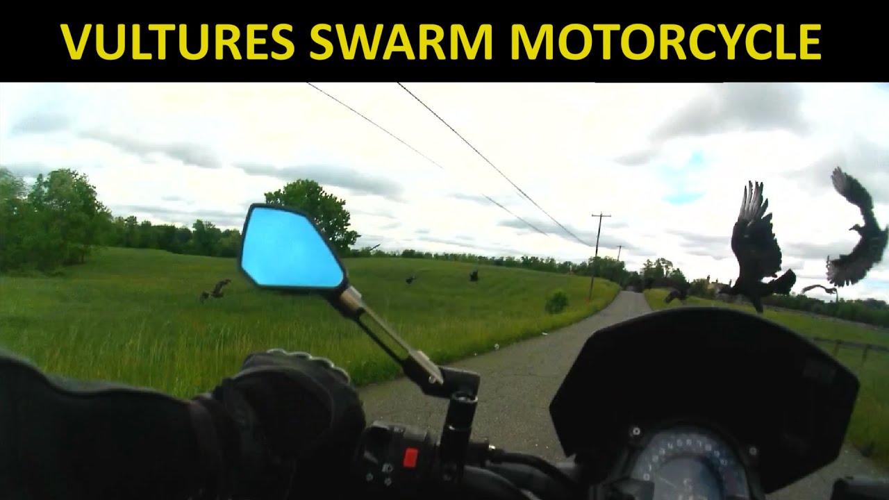 Vultures Swarm Motorcycle - YouTube