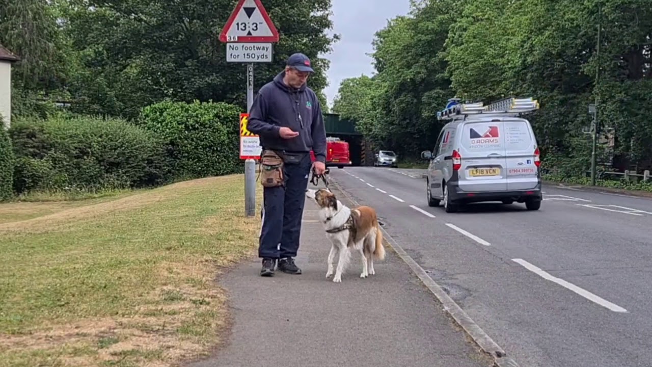Meet Red the Border Collie - Red was reactive to people, dogs, cars ...