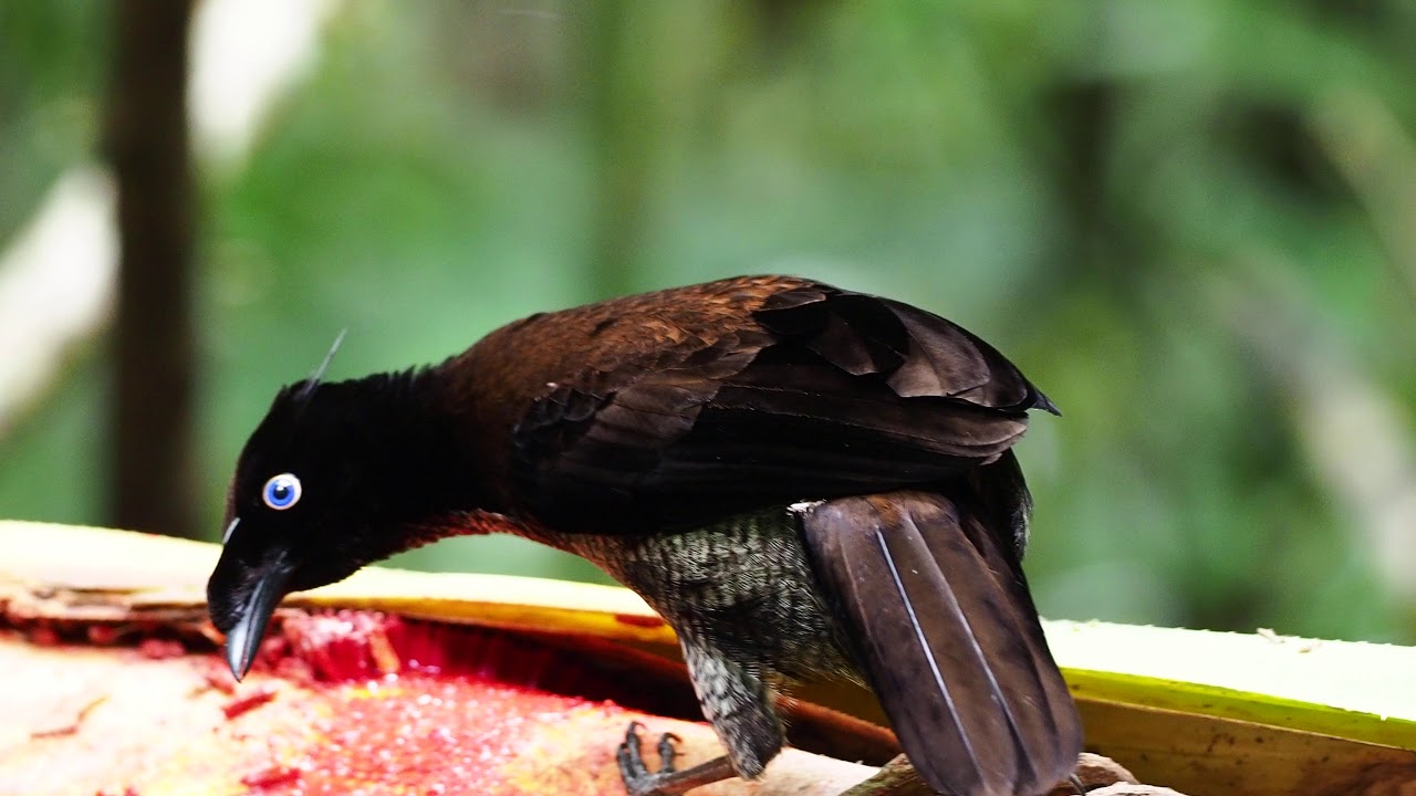 Western parotia young bird of paradise - Indonesia - YouTube