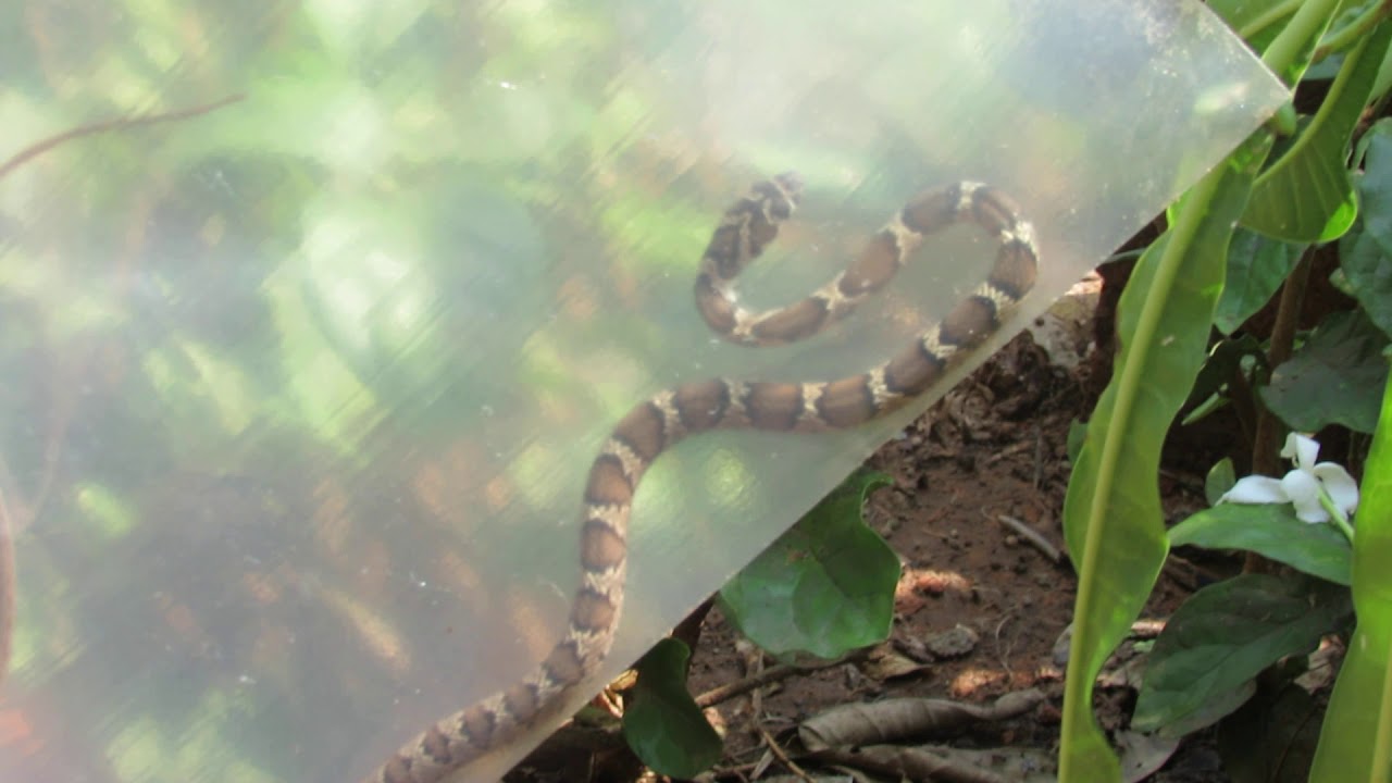 slender racer snake - YouTube