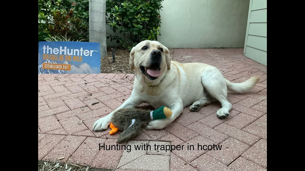 I hunted ducks with the Labrador retriever (same breed as trapper) # ...