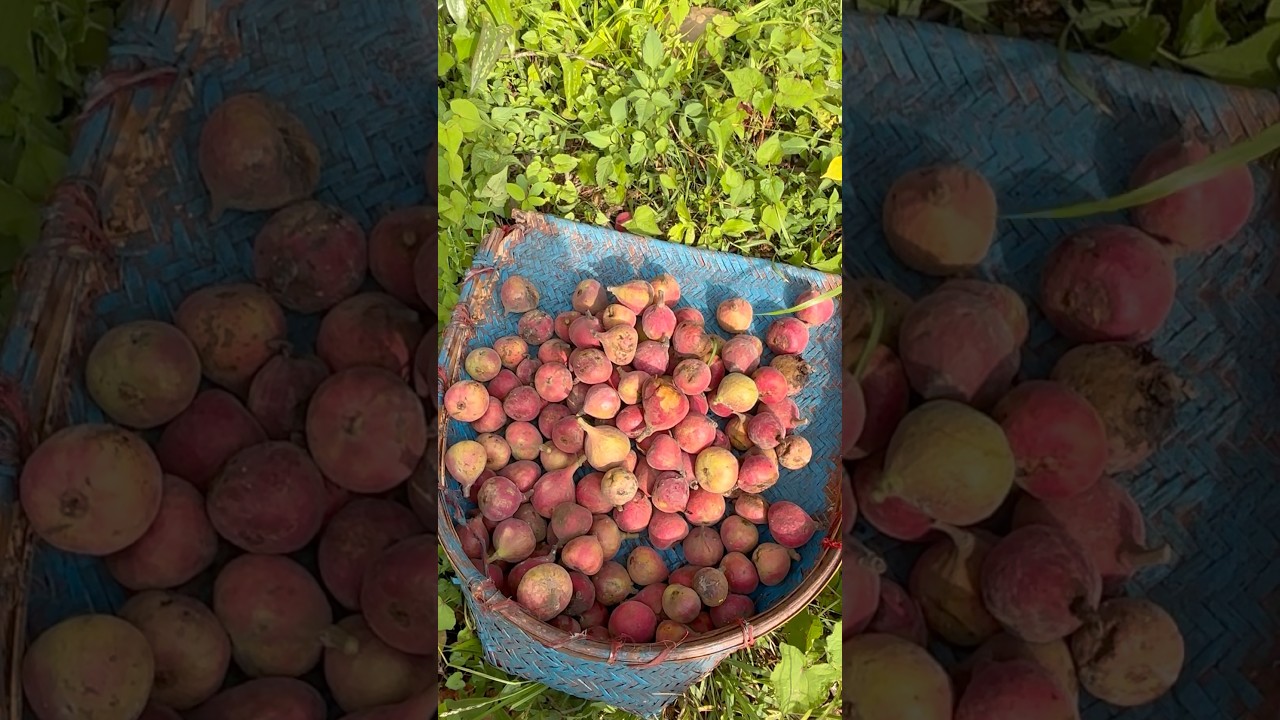 Fig tree #anjir #anjirtree #utrakhand #utrakhandvlog - YouTube