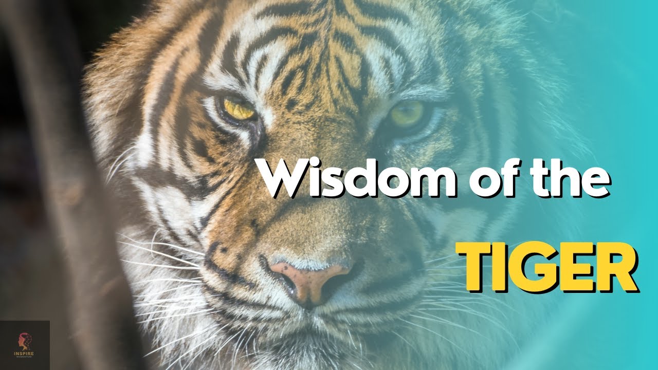 The Tiger's Wisdom: Ancient Secrets For A Modern World - YouTube