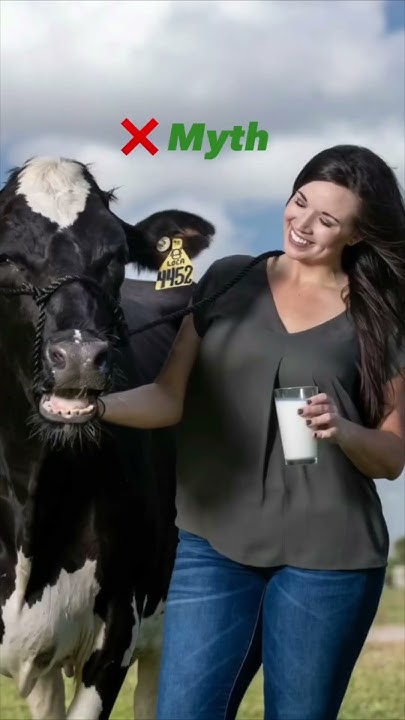 Dairy Myth Or Fact Dairyfarm Milk Dairy Cow Shortvideo Videoshorts Farming Mythbusting