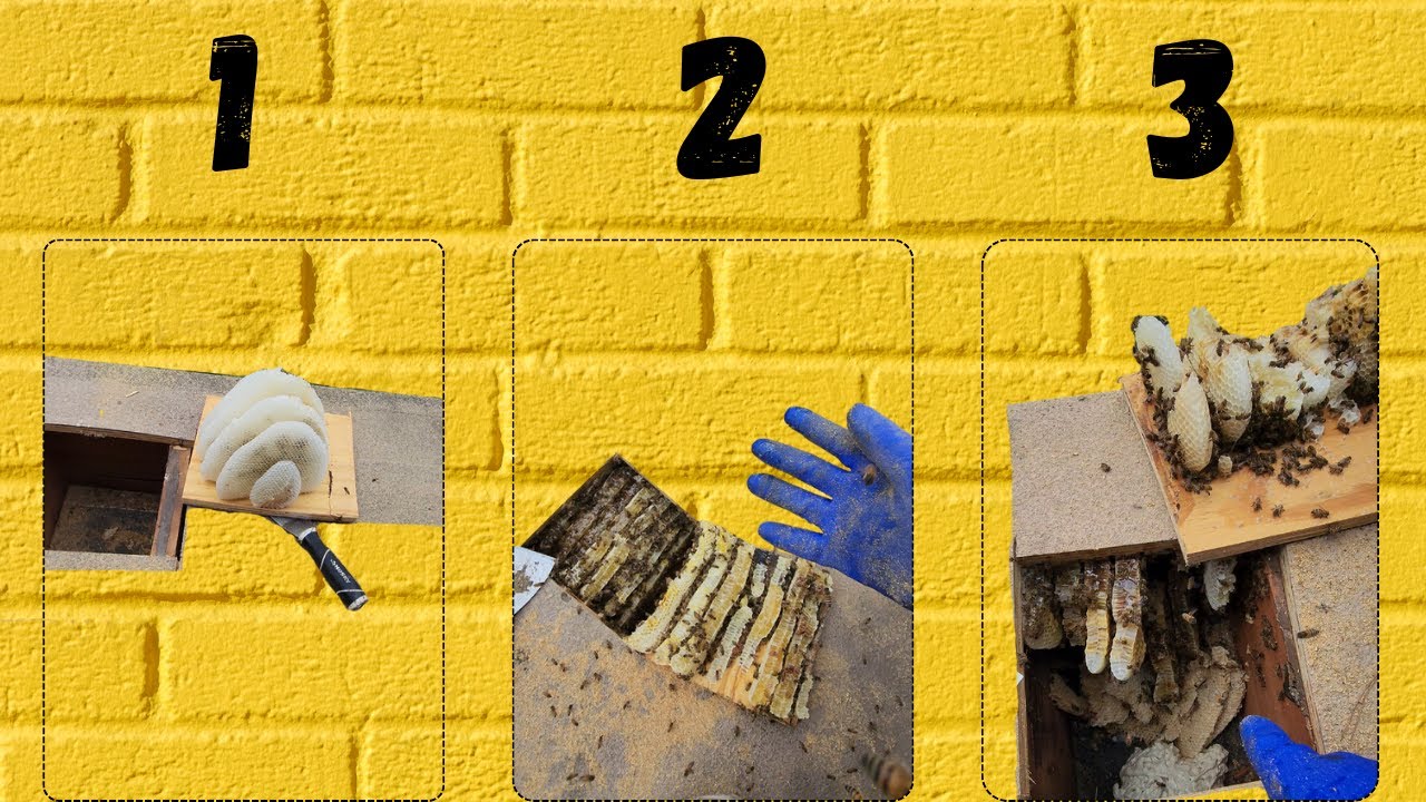 Awesome 3 Beehive Removals from House Balcony | #bees #beekeeping # ...