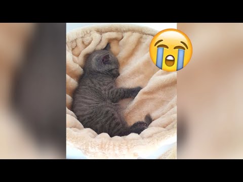 AĞLAYAN YAVRU KEDİ -  Gölge yeni evinde ilk gün ağladı!