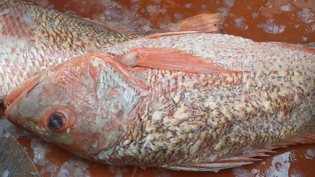 Red snapper Fish Cutting boneless Cutting Best Fishing | A Fishmonger ...