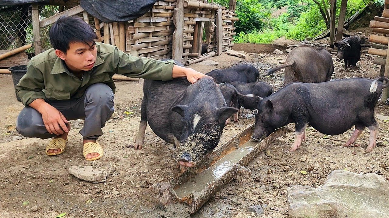 Harvesting Natural Fruits for Pig Feed - Country life Ep 46 - YouTube