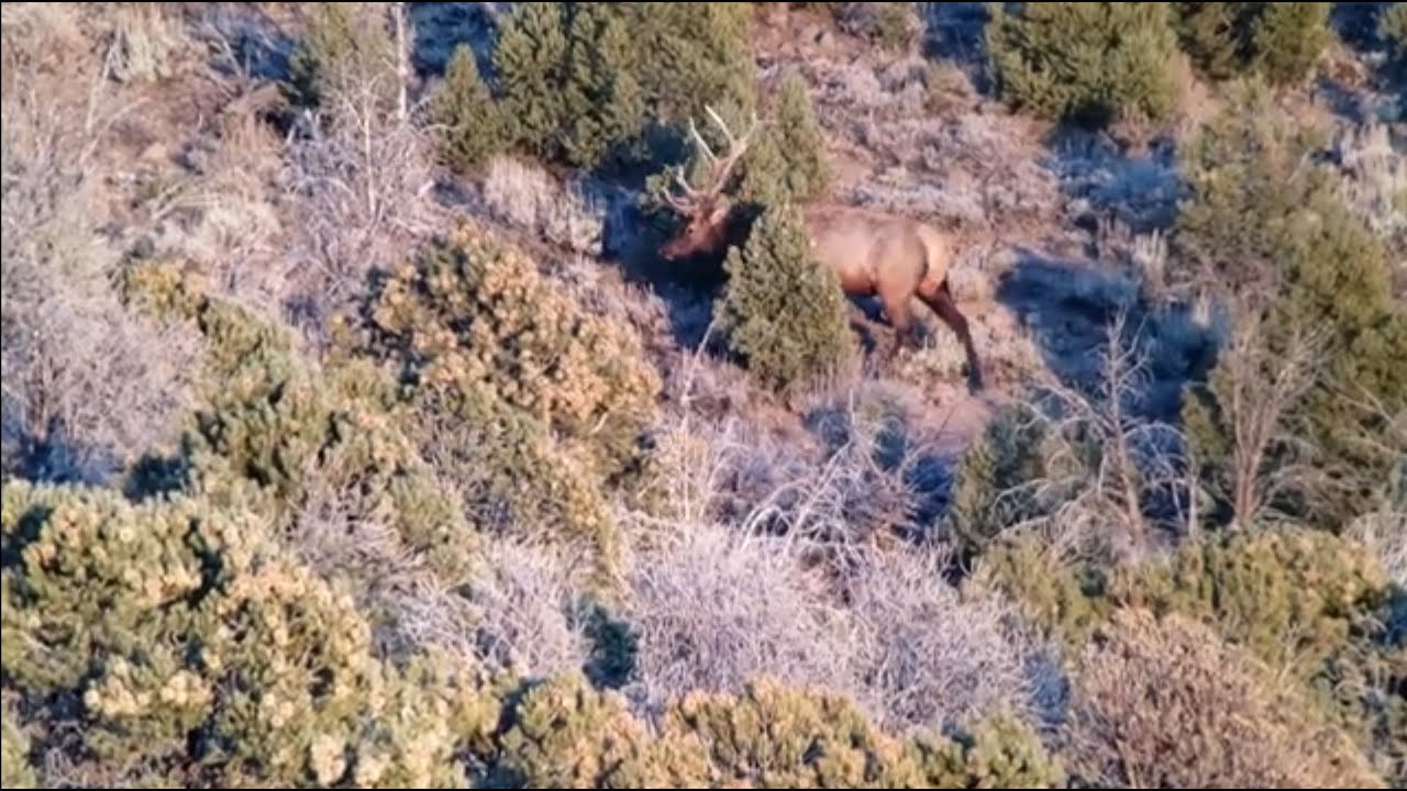 BULL ELK HUNT 2019 | ELK HUNTING UTAH | 760 YARD KILLSHOT - YouTube