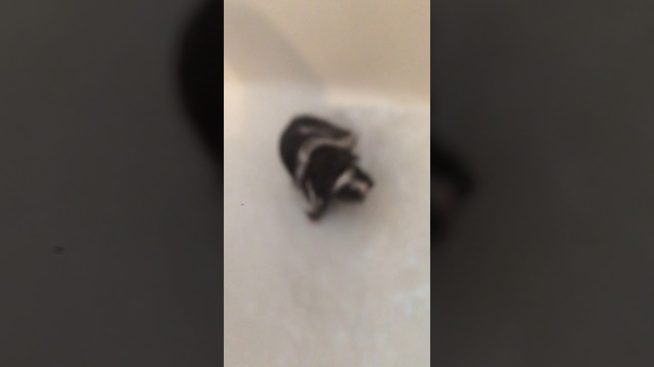 Hamster drown - YouTube