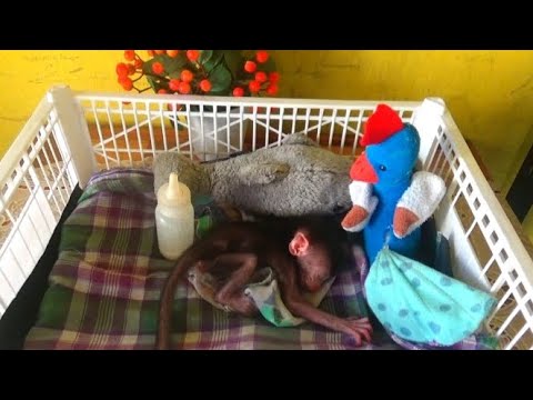 Oh my God, the newborn baby monkey Nelly is fast asleep and very well ...