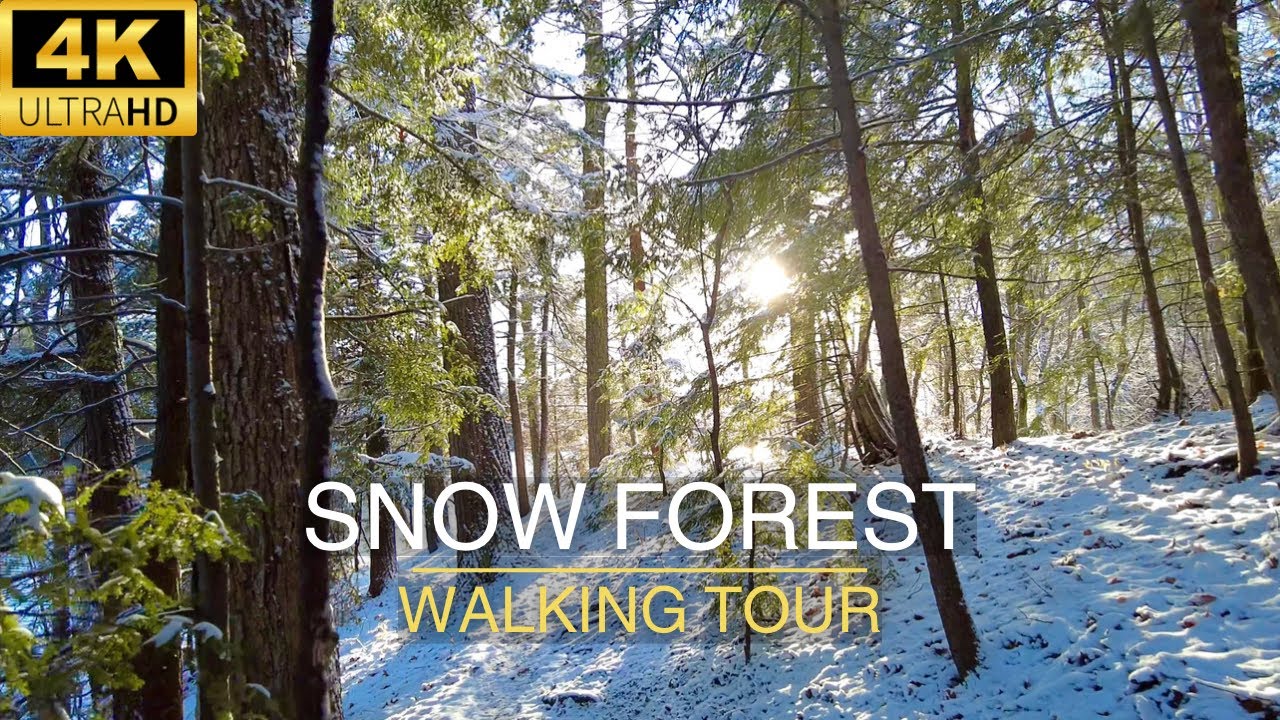 Relaxing Winter Snowy Forest Walk- With Snow Crunch Sound ASMR [4K ...