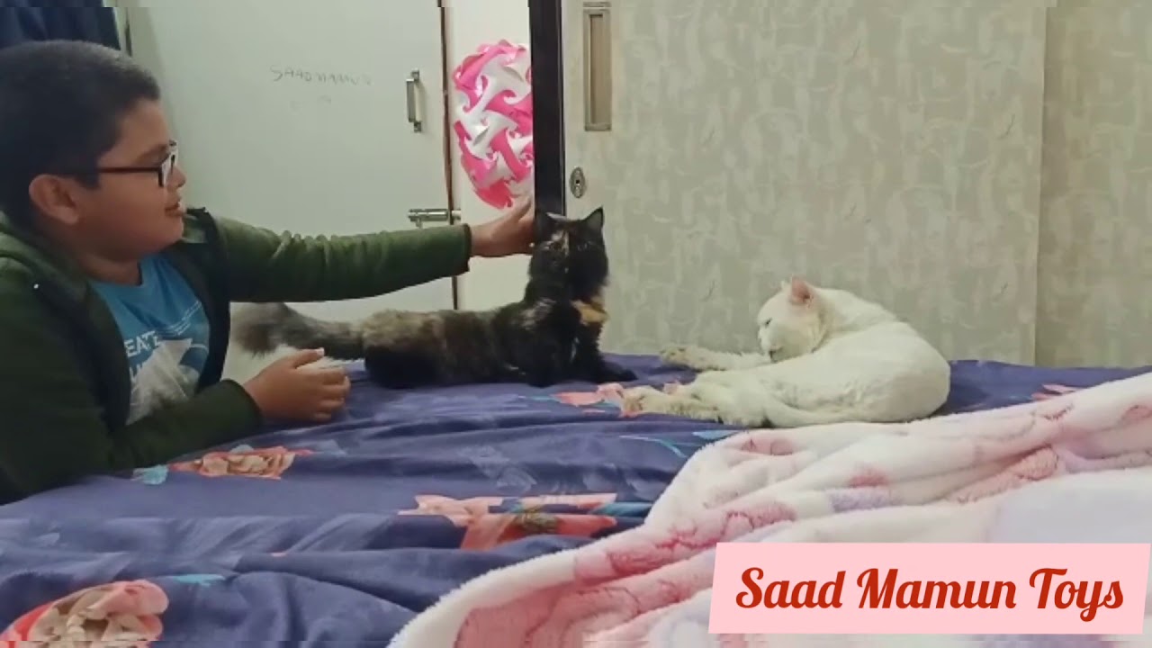 Saad Mamun playing with his Pets || Playing with Cats - YouTube