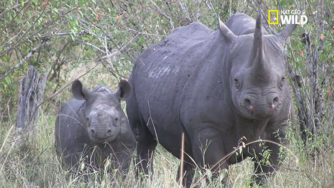 Les cornes du rhinocéros sont en kératine - YouTube