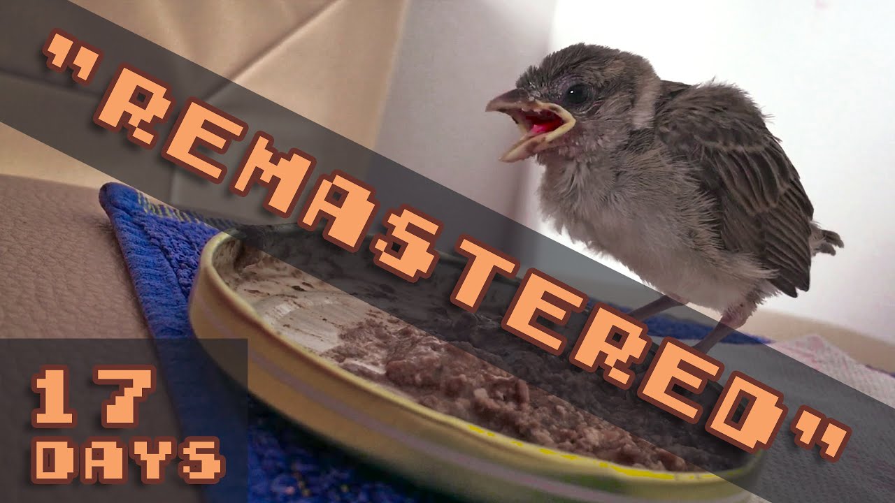 Chibi the sparrow - [17 days] REMASTERED - YouTube