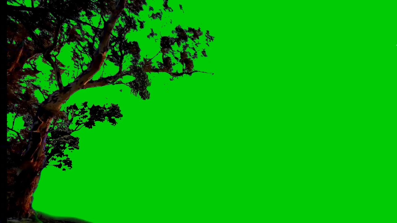 tree green screen effect sunrise - YouTube