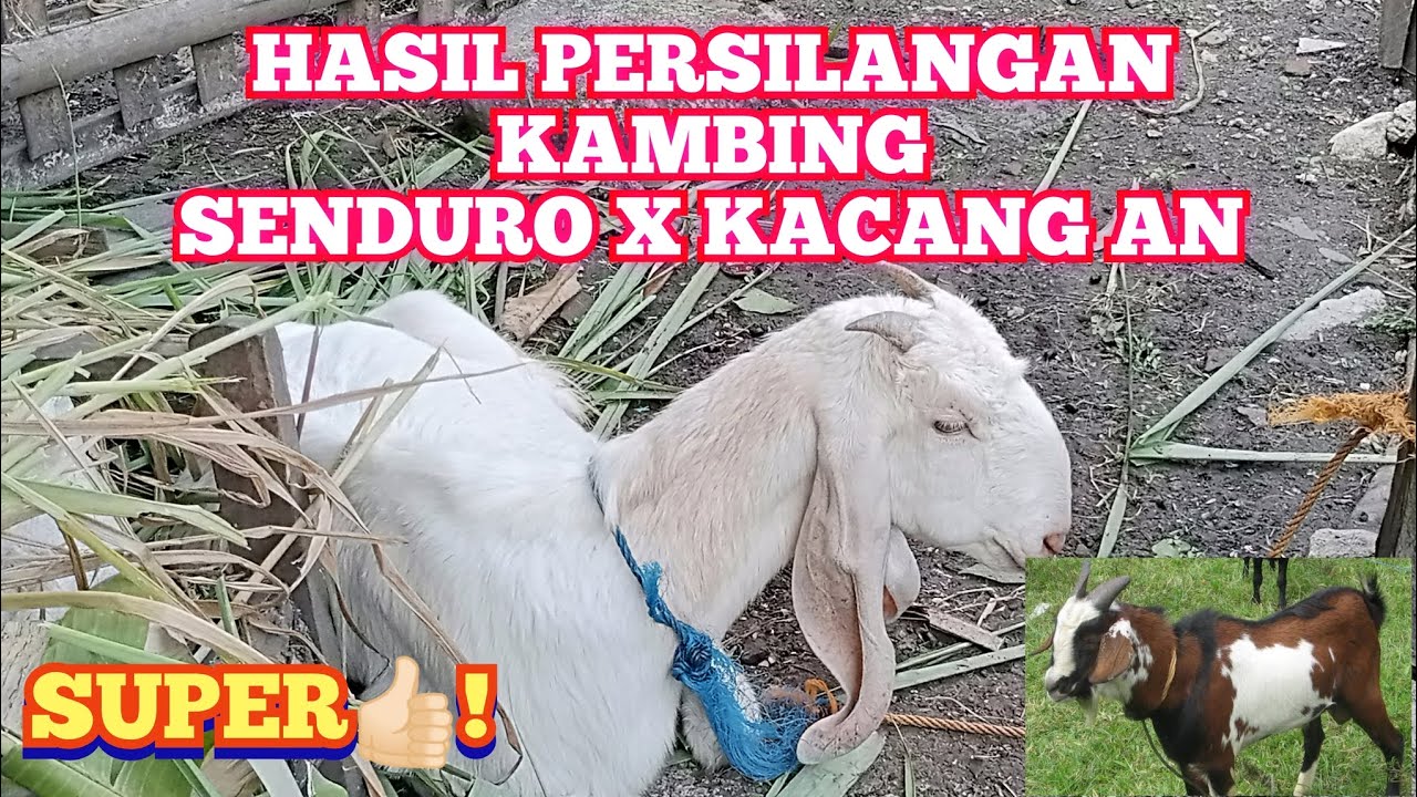 TERNAK KAMBING PEMULA || SILANGAN KAMBING SENDURO ASLI DENGAN KAMBING ...