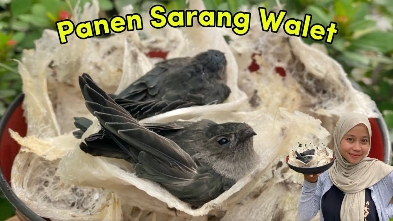 PANEN SARANG WALET || EMAS PUTIH YANG BERHARGA - YouTube