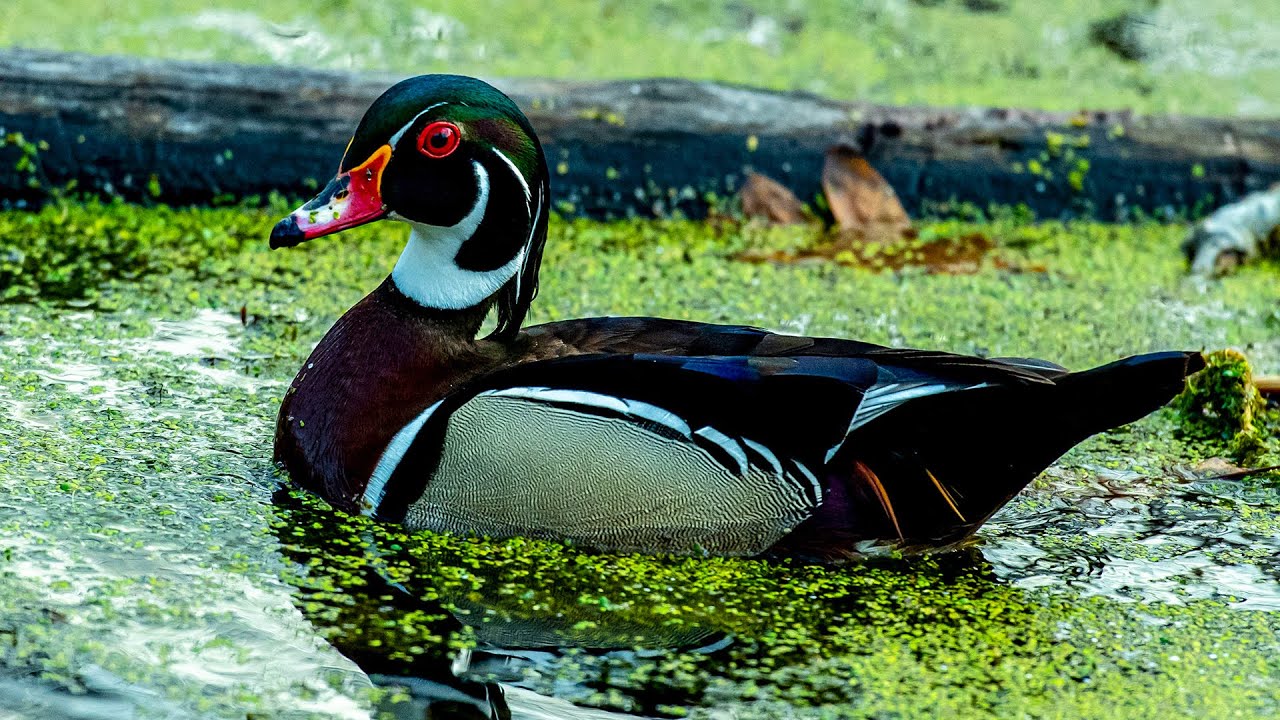 🦆 Wood Ducks Roaming in a Lakeside Oasis #wildlife #nature - YouTube