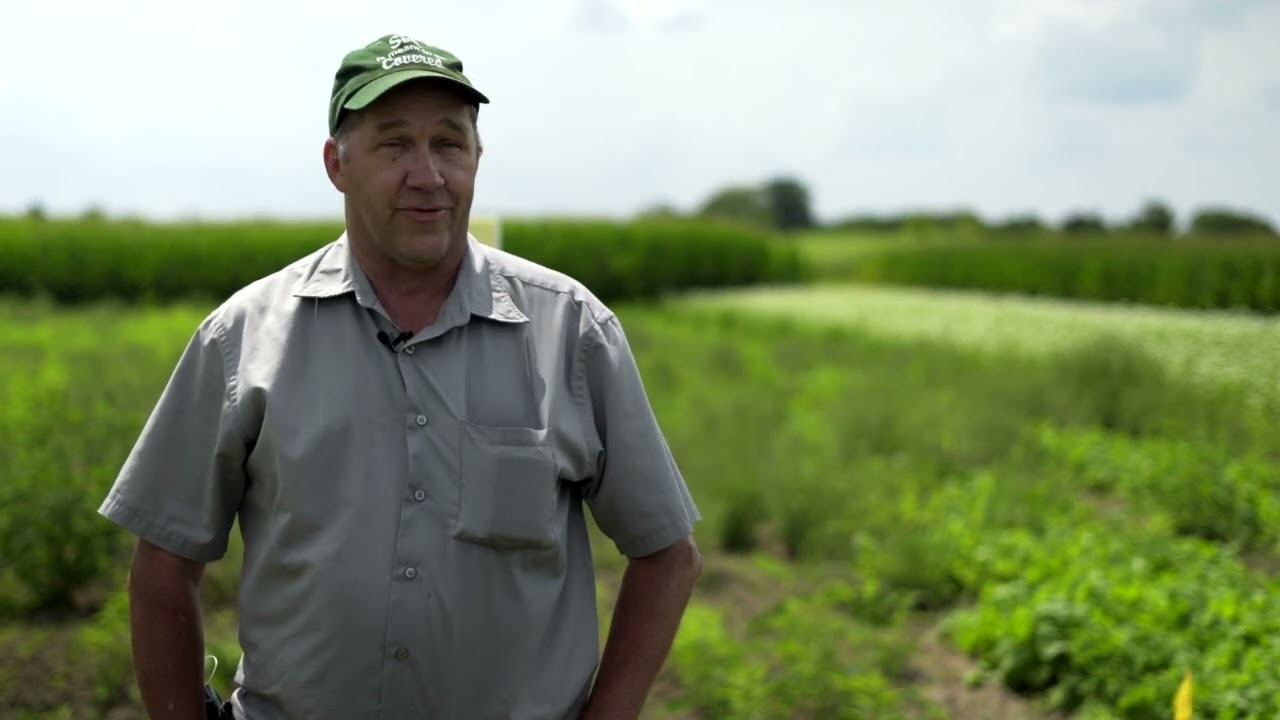 What are the cover crop options for Michigan farmers? - YouTube