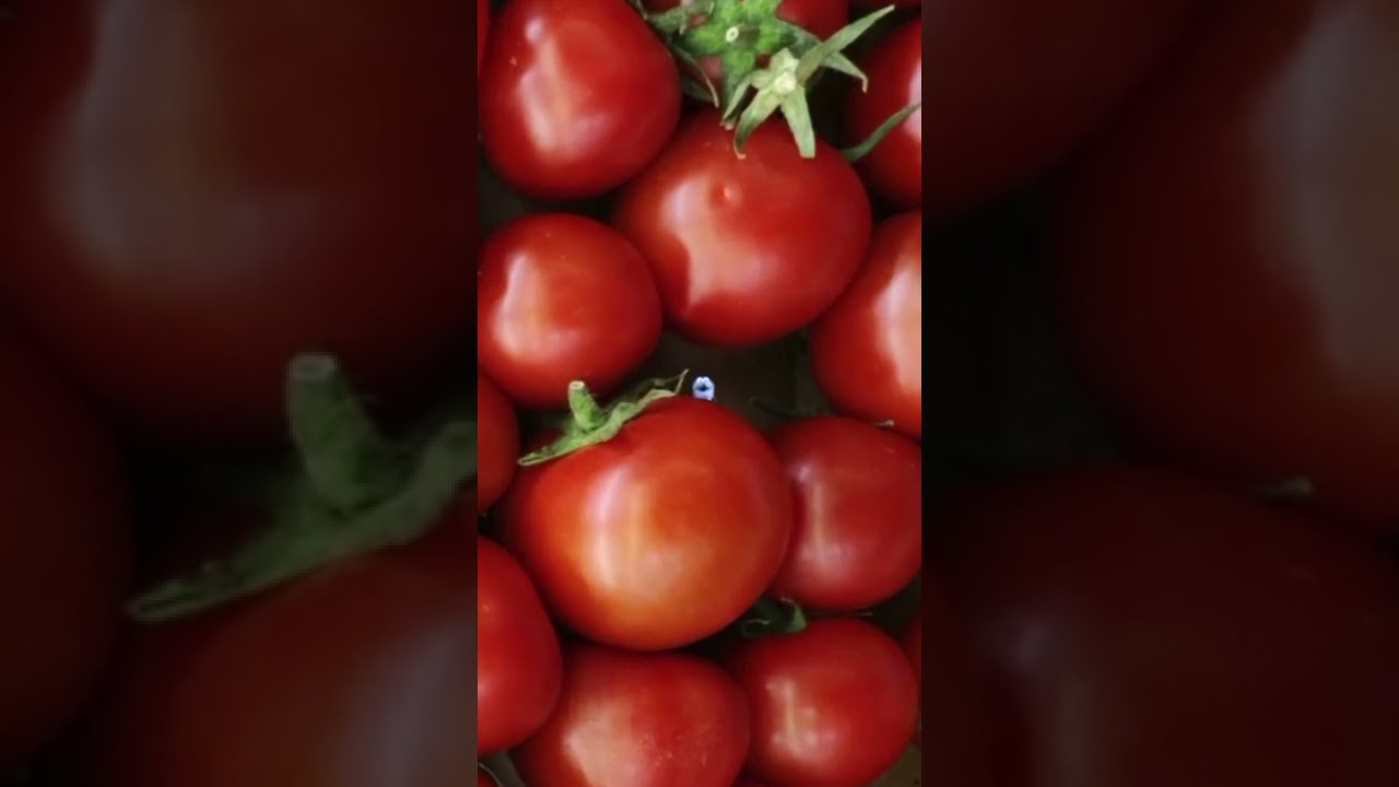 Tomatoes & Puppet #Shorts - YouTube