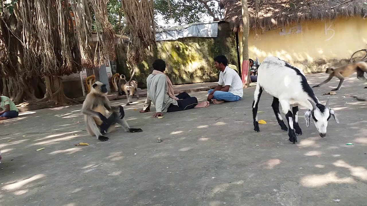 Magic Renchu - YouTube