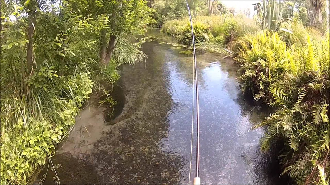 Fly fishing In The Native Bush With Ferns All Around Me And A Nice fly-fishing-in-the-native-bush-with-ferns-all-around-me-and-a-nice