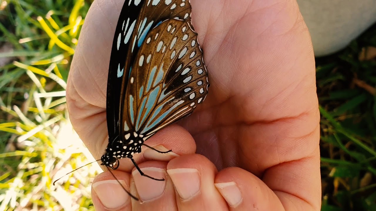 Butterfly Meditation - YouTube