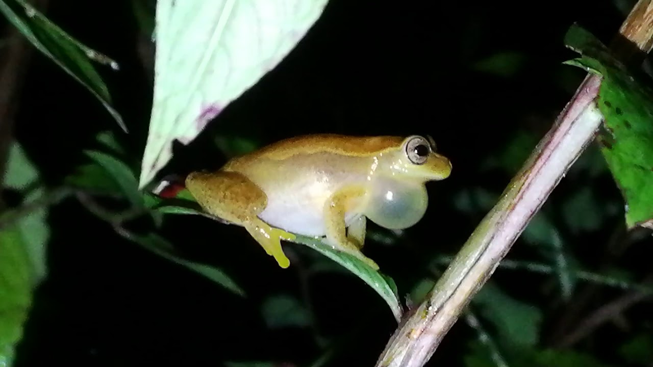 Dendropsophus microcephalus - YouTube