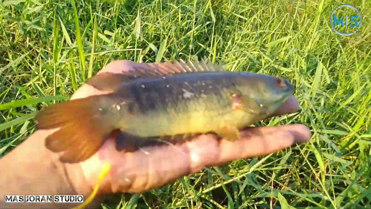 Mancing ikan betok Monster _ climbing gouramy - YouTube