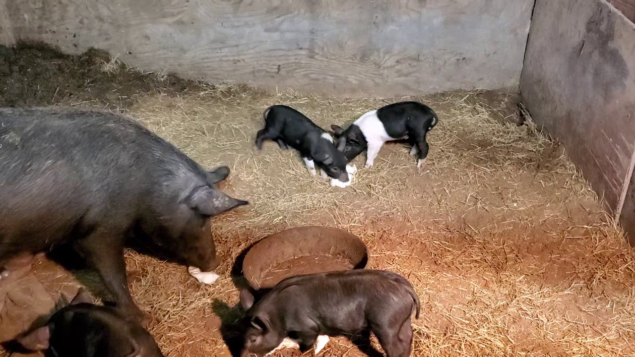 5 Week Old Piglets Playing - YouTube