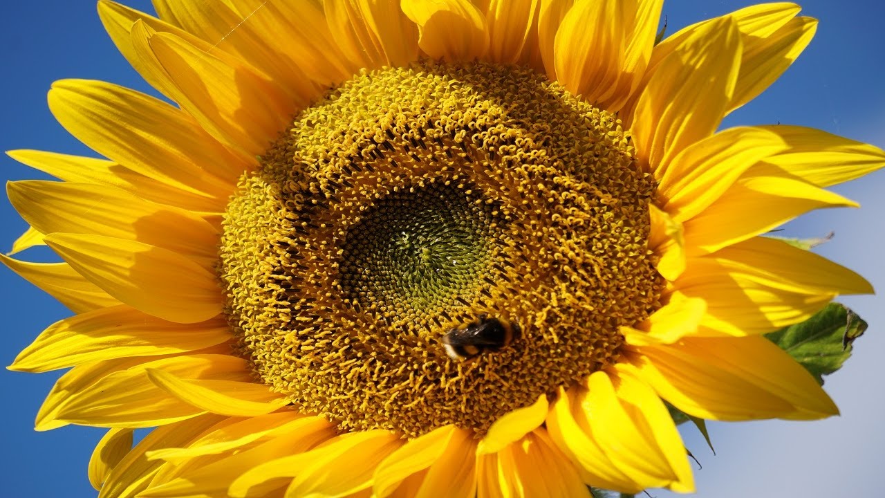 The life cycle of 3 sunflowers during lockdown 2020 (in time-lapse ...