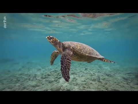 Die Insel La Réunion ¦ Doku HD ¦ ARTE