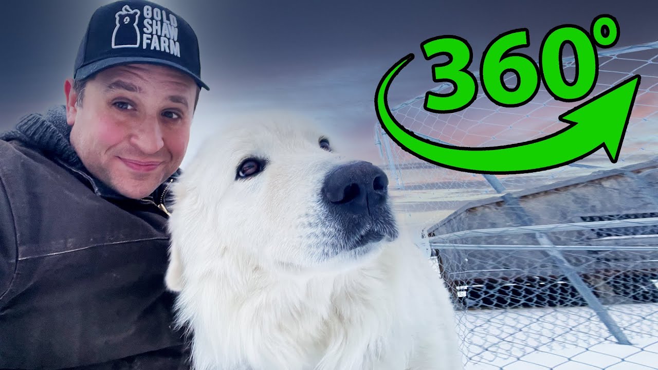 Farm Animal Chores in Winter || 360° Video VR - YouTube