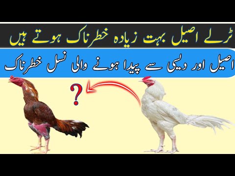 Aseel or desi croosing wale murga ki pehchan/ Tarlay murga ki nishani ...