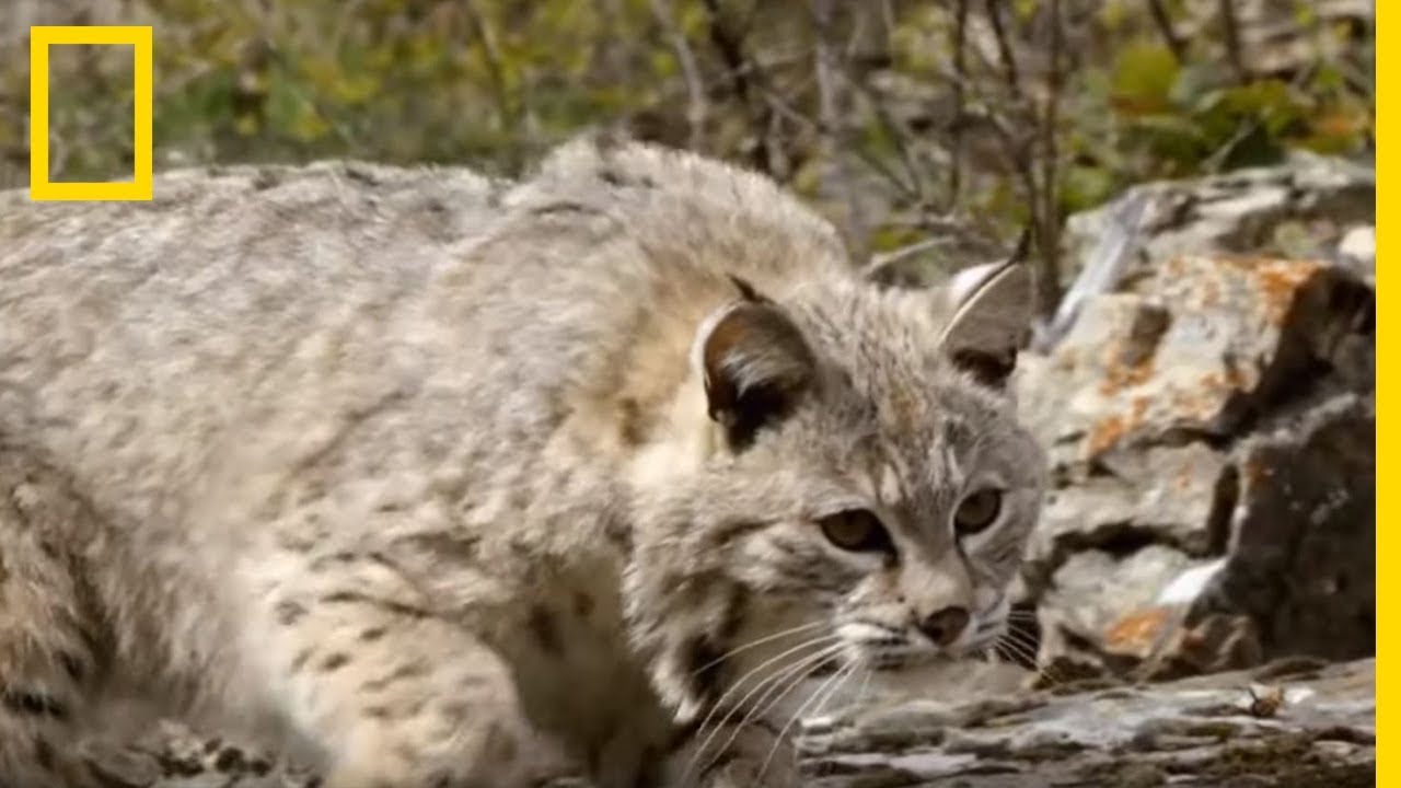 Les stratégies de chasse particulières du lynx - YouTube