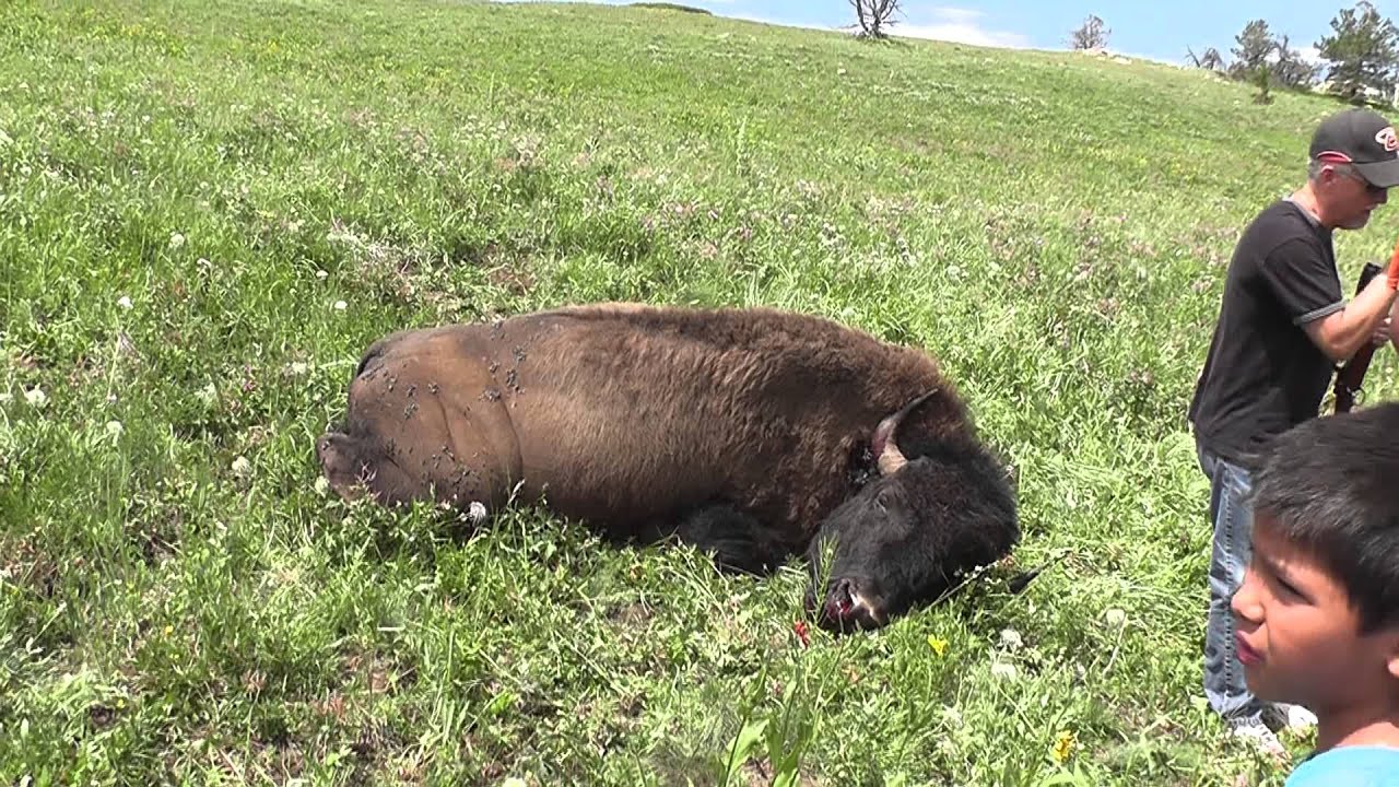 A Buffalo For Mom - Buffalo Hunt And Feast - Crow Reservation - YouTube