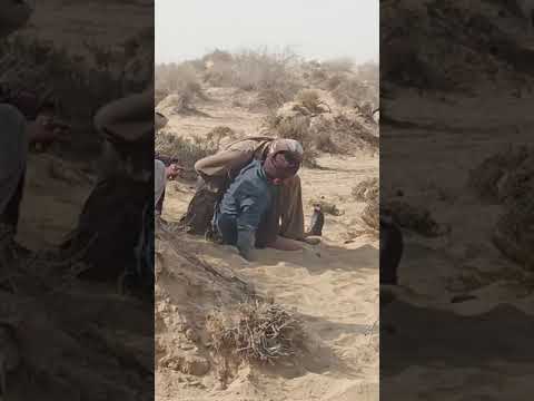 Cholistan jeeprally bahawalpur ke dhoran full Saraiki funny video